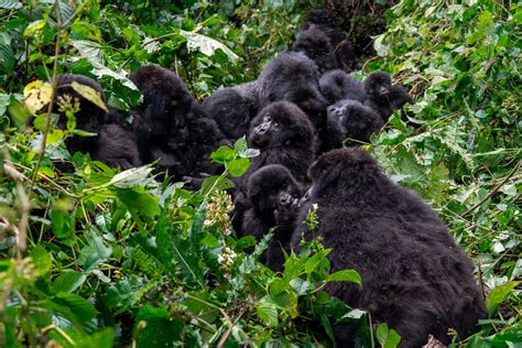 The Mountain Gorilla Families Of Virunga National Park