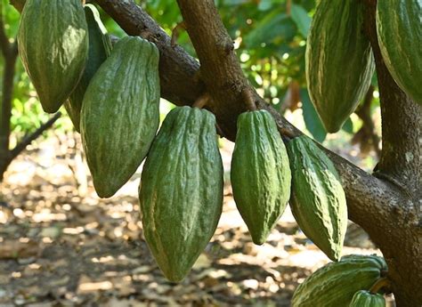 Premium Photo Green Cocoa Pods Grow On Trees The Cocoa Tree Cacao With Fruits Raw Cocoa Cacao Tree