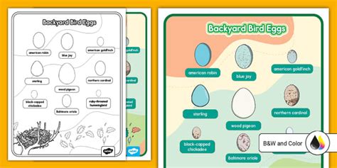 Backyard Bird Egg Poster Teacher Made Twinkl