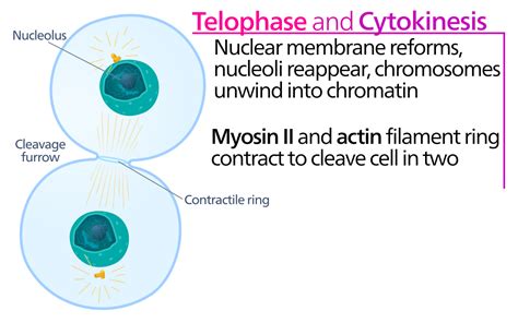 Process Of Mitosis — Lesson Science State Board Class 9
