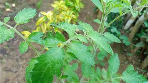 Leaf Hoppers Attack Youtube