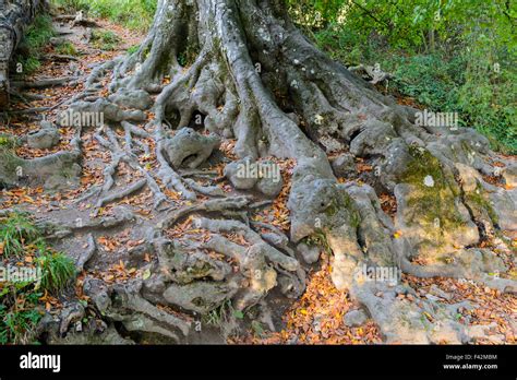 Tree Roots Growing Above Ground Hi Res Stock Photography And Images Alamy