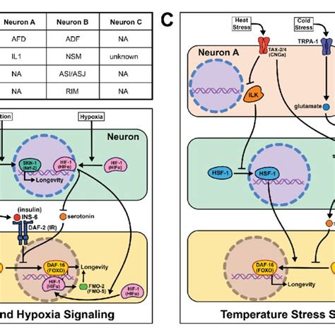 The Intersection Of Cell Non Autonomous Signaling And Aging In Mammals