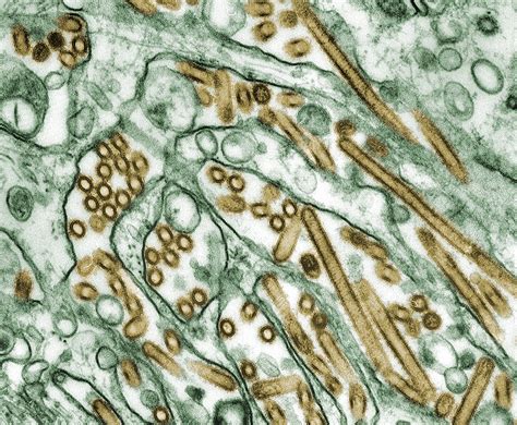 Microorganisms Introduction — Science Learning Hub