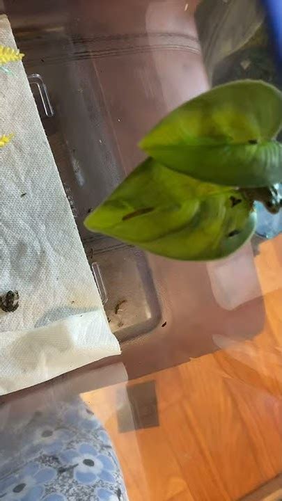 Tanamu청개구리 먹이먹는 장면 Green Frog Youtube