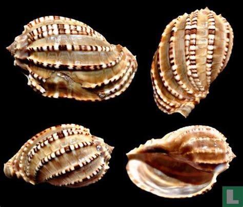 Harpa Davidis Schelp Lastdodo