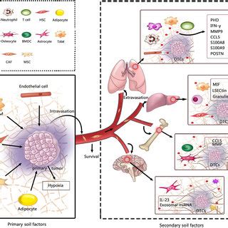 Pdf Factors Involved In Cancer Metastasis A Better Understanding To