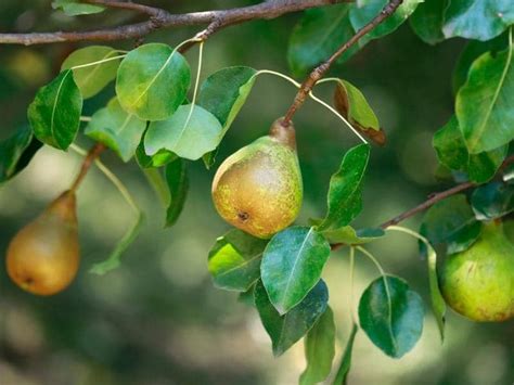 Do Pear Trees Have Thorns Quick Answers