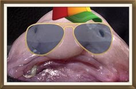 Blobfish On Pinterest Blobfish Fish And Mango