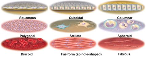 Cells Flashcards Quizlet
