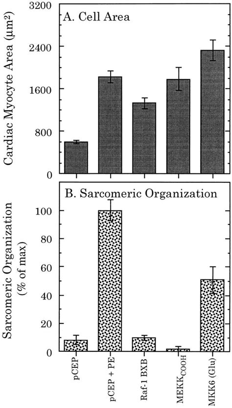 Morphometric Analyses Of The Effects Of Raf 1 Bxb Mekkcooh Or Mkk6 Download Scientific