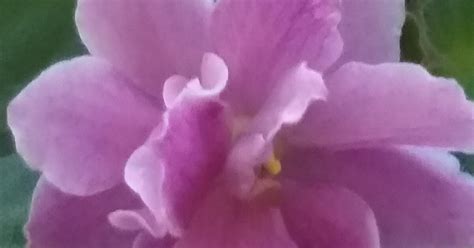 КАЛЕНДАРНО ТЕМАТИЧНЕ ПЛАНУВАННЯ Біологія 7 клас НУШ КТП Біологія