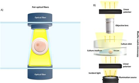 Oocyte Quality Evaluation A Review Of Engineering Approaches Toward Clinical Challenges