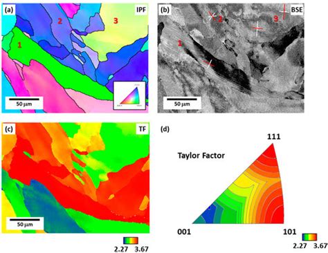 correlation between cellular structure morphology and anisotropic yield