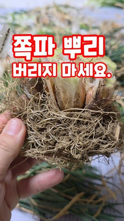 쪽파 뿌리 버리지 마세요 쪽파심기 Shorts Youtube