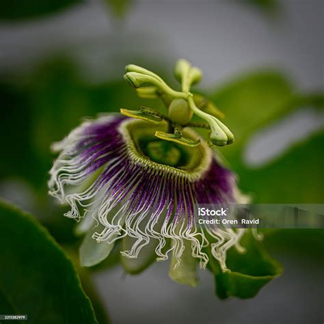 고해상도 클로즈업 이미지 화려한 단일 패션 프루트 꽃이스라엘 0명에 대한 스톡 사진 및 기타 이미지 0명 개화기 과일 Istock