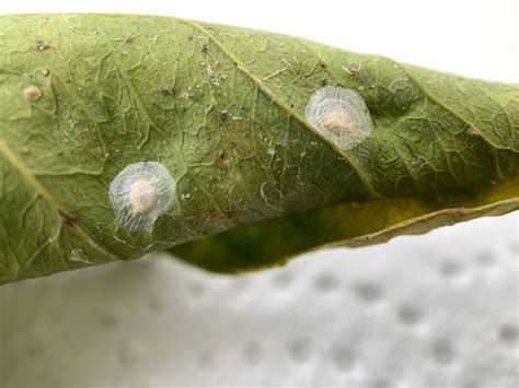 128 Questions With Answers In CITRUS Science Topic