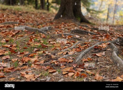 Tree Roots Visible Through Soil In Autumn Forest Stock Photo Alamy