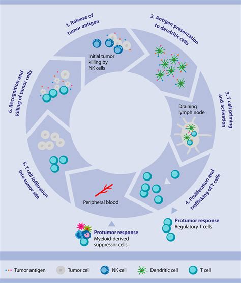Flow Cytometry Immunophenotyping Cancer Miltenyi Biotec 대한민국