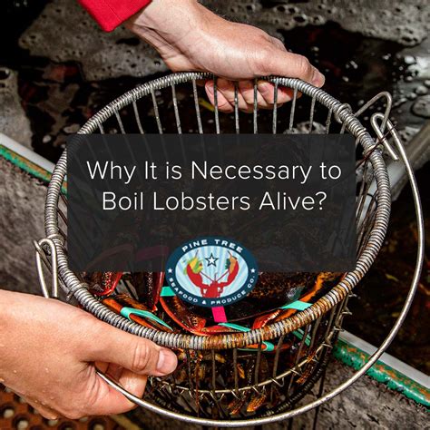 Why It is Necessary to Boil Lobsters Alive? - Pine Tree Seafood