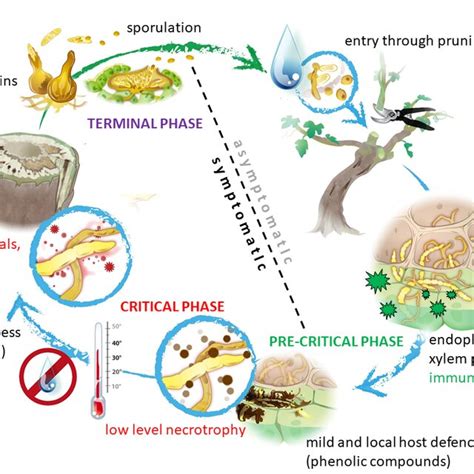 Working Model On Host Pathogen Interaction During Download