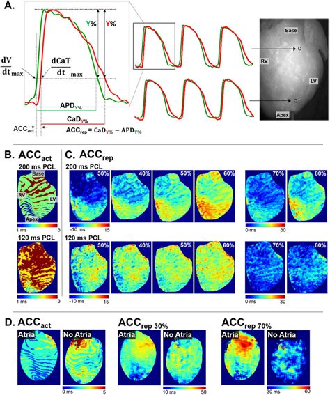 Action Potential Calcium Transient Coupling Coefficient Acc A Download Scientific Diagram
