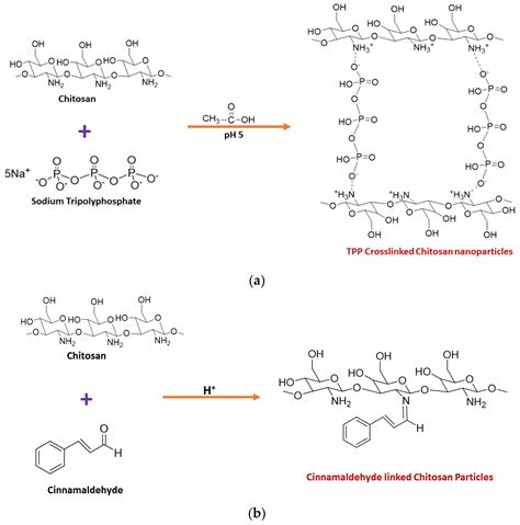 Chitosan Based Applications Encyclopedia Mdpi