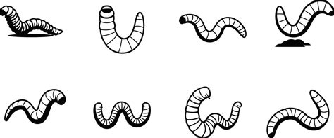 Earthworms In Various Natural Poses Illustration Showing Segmented Worm Details And Movements