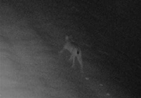 Примерок на Балкански рис повторно „заловен“ од камерите на