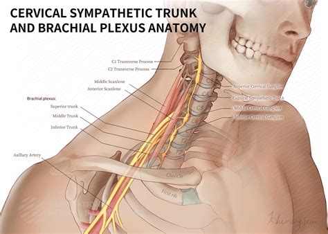 Cervical Sympathetic Trunk And Brachial Plexus Anatomy Ami Meeting 2021