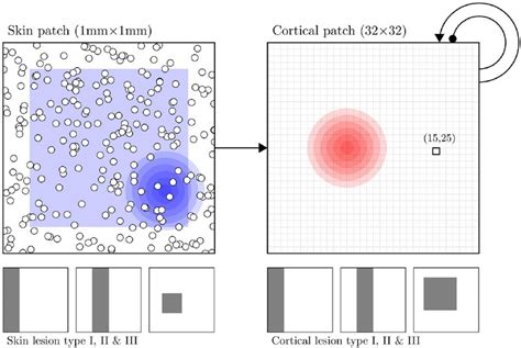 A Model Of The Somatosensory Cortex The Skin Patch Is Modeled As A Set Download Scientific