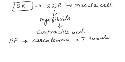 Solved Which Muscle Cell Structure Stores Calcium Ions That Are Used