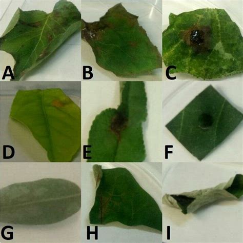 A I Phytotoxic Effect Of Tyrosol On Leaves Of Different Agrarian And Download Scientific