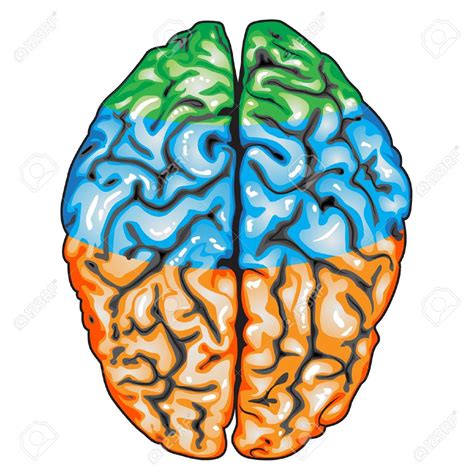 Brain Function Stock Vector Illustration And Royalty Free Brain Function Clipart Brain