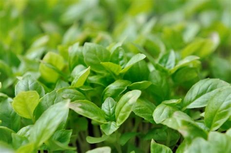 Nutrition Facts About Basil Food Gardening Network