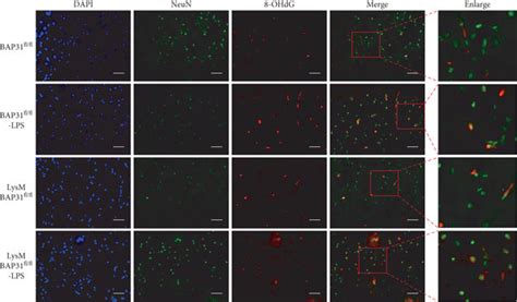 Conditional Microglial Bap31 Knockout Mice Exhibit More Inflammation Download Scientific