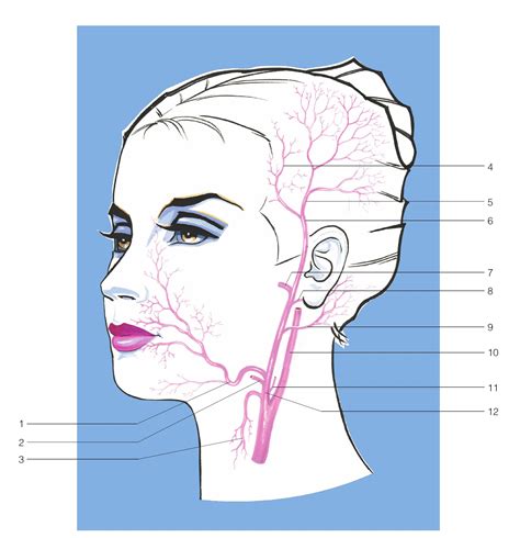 图2 12 1 颈外动脉分支 面颈部美容外科手术