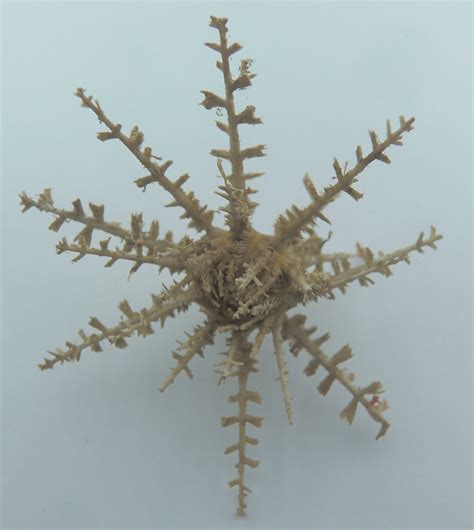 Echinoderms Sea Urchin Goniocidaris Mikado Taxidermy Oddities Etsy