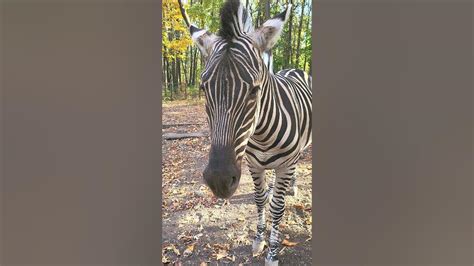 Чорнополосатик на білому фоні Youtube