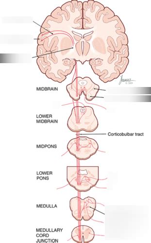 Corticonuclear Bulbar Tract Diagram Quizlet