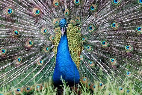 집 밖의 공작 공작 Cristatus 공작새 전시 깃털 깃털 패턴 꼬리 깃털 남성 공작 녹색 깃털 눈 반점