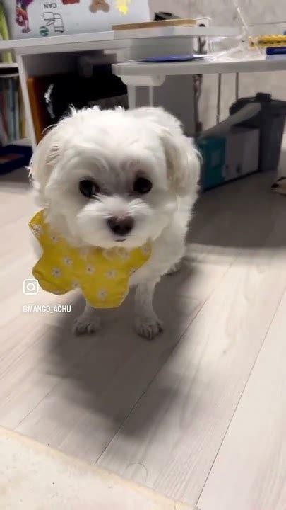 작은 발과 짧은 다리로 잘 서있는 아츄 💛 Youtube