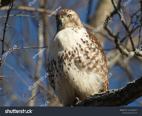 Juvenile Rough Legged Hawk