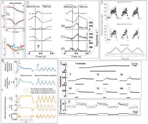 How To Automatically Digitize Data In Figures Of Scientific Articles Comparing Muscle Spindle