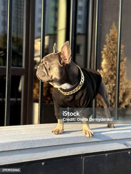 개는 검은 스웨터와 금색 체인을 착용하고 나무 표면 위에 자랑스럽게 서서 현대적인 도시 환경에서 패셔너블한 스타일을 보여줍니다 0명에 대한 스톡 사진 및 기타 이미지