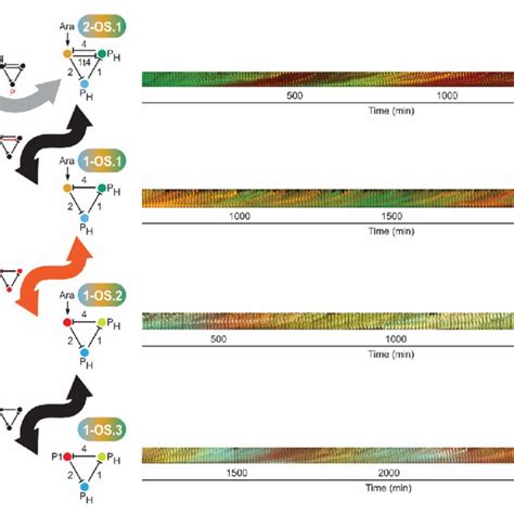 A Synthetic Genotype Network Of Oscillatory Grns Starting From The