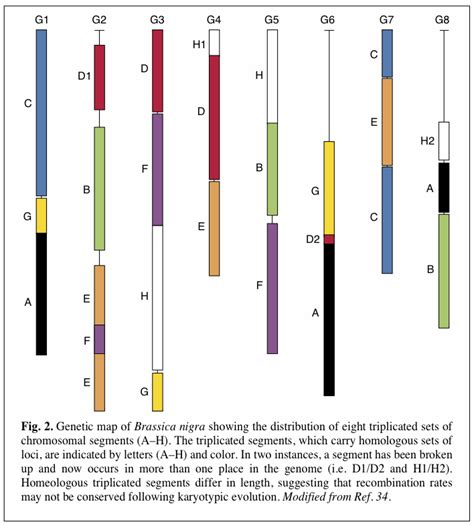 The Genealogical World Of Phylogenetic Networks Pattern And Process