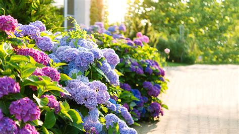 Hydrangea Not Blooming Heres Why And How To Fix The Problem Toms Guide