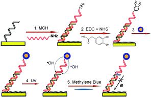 How Far Can Hydroxyl Radicals Travel An Electrochemical Study Based On A DNA Mediated Electron