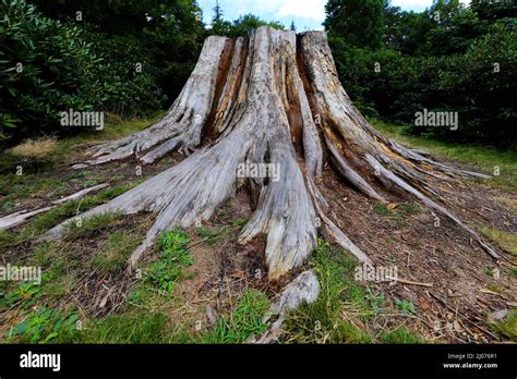 Old Tree Trunk Base With Roots Stock Photo Alamy